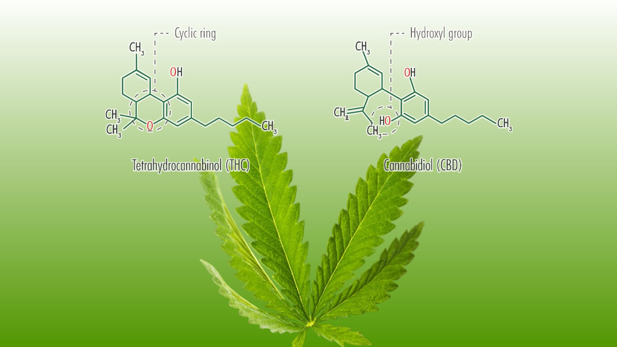 CBD vs THC: Understanding the Key Differences - Hify CBD